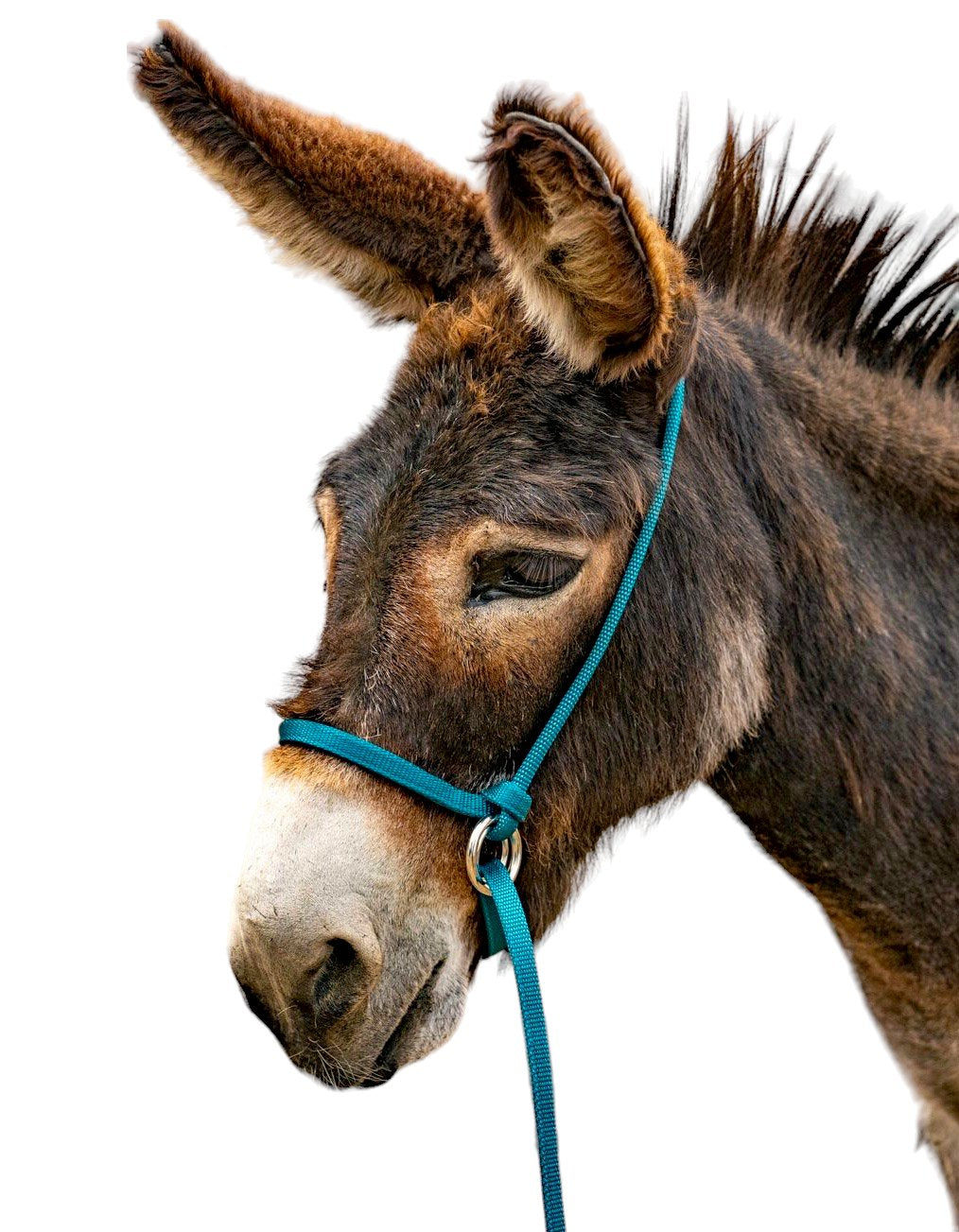 Donkey Halters – Halter All