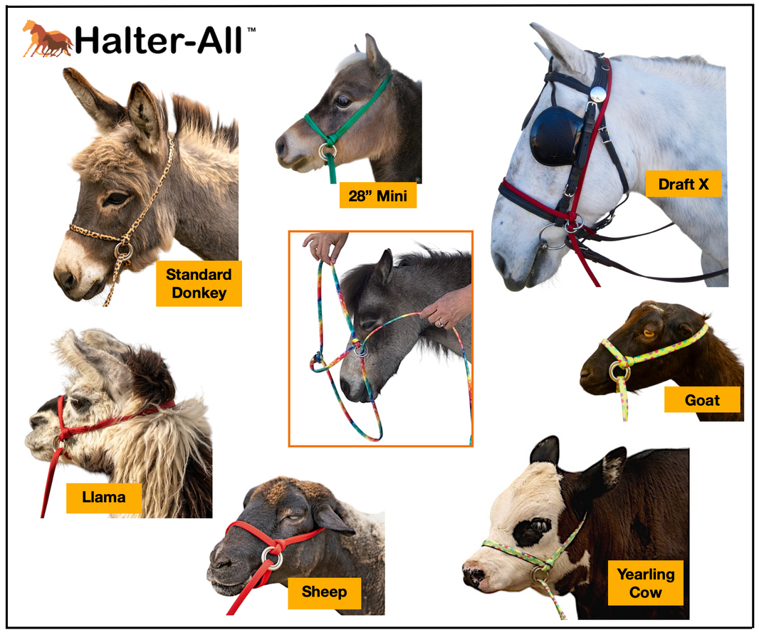 Donkey Halters – Halter All